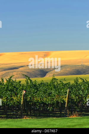 USA, Washington, Richland. Goose Ridge Vineyards and Estate Winery is ...