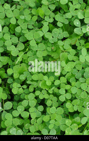 St patricks day with shamrock Stock Photo - Alamy