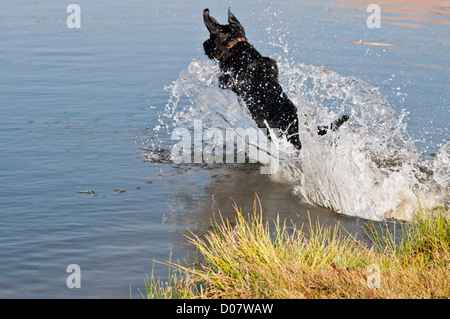 Black Labrador retriever jumping into water Stock Photo - Alamy