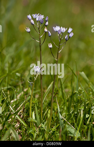 Spring squill, Scilla verna, in flower in high alpine pasture, Pyrenees ...