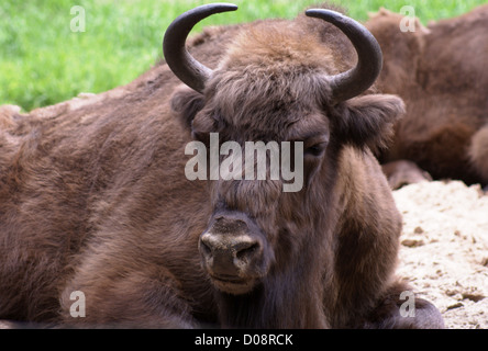 Wisent, European bison, Poland Stock Photo - Alamy