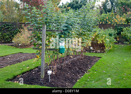 Raspberry canes tied to a wire support Stock Photo - Alamy