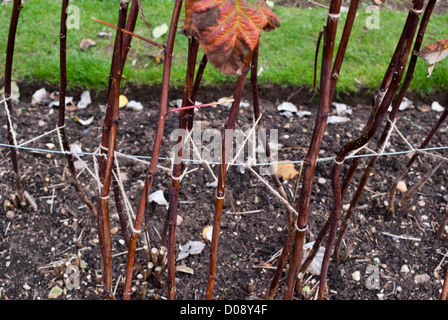 Raspberry canes tied to a wire support Stock Photo - Alamy