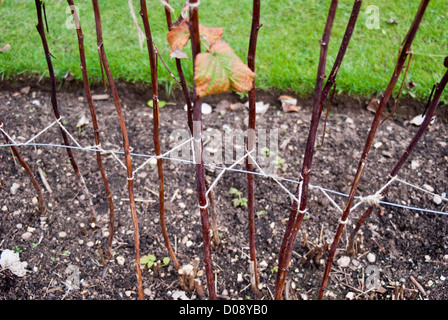 Raspberry canes tied to a wire support Stock Photo - Alamy