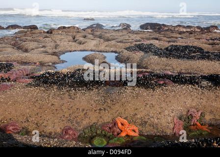 WASHINGTON - Mussels and Ochre Sea Stars on the exposed rocks off Stock ...