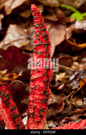 Devil’s fingers fungus with red colour and strong and unpleasant smell ...