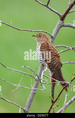 Female Cuckoo Perched Stock Photo - Alamy
