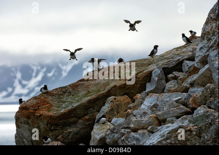 Little auks / dovekie (Alle alle) little auk flock in flight against ...