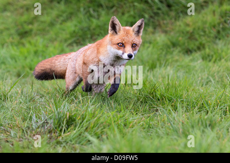 Red fox (Vulpes vulpes) running across green space in a park, walkers ...