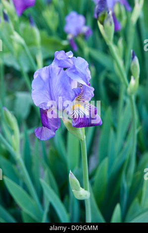 Bearded iris or Iris attica, Anatolia, Turkey Stock Photo - Alamy