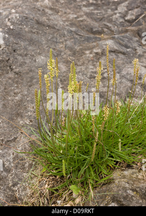 Sea Plantain growing on seaside rocks.Plantago maritima growing under ...