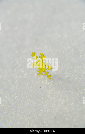 golden snow stars on a real snowy icy surface Stock Photo - Alamy