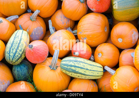 Pumpkins with different colours in the field Stock Photo - Alamy