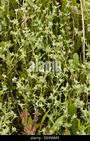 Broad-leaved Cudweed - Filago pyramidata Stock Photo - Alamy