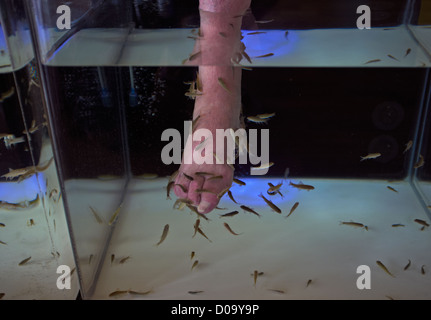 Garra Rufa Fish (Doctor Fish) Eating Dead Skin Cells - Camden Market ...