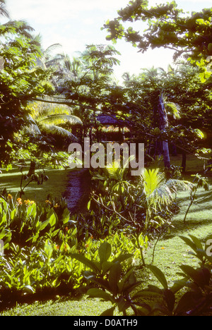 Figi Feb 1991 Digital Slide Conversions Raymond Burr Orchid Nursery ...