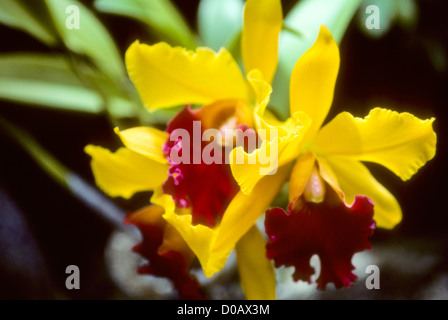 Figi Feb 1991 Digital Slide Conversions,The Regent of Fiji Hotel, Pool ...