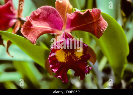 Figi Feb 1991 Digital Slide Conversions Raymond Burr Orchid Nursery ...