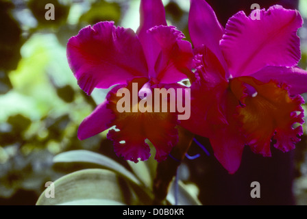 Figi Feb 1991 Digital Slide Conversions,The Regent of Fiji Hotel, Pool ...
