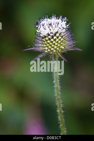 Thistle flower on nature background Stock Photo - Alamy