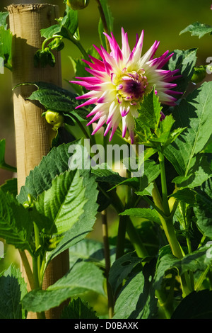 Yellow dahlia flowers in a garden Stock Photo - Alamy
