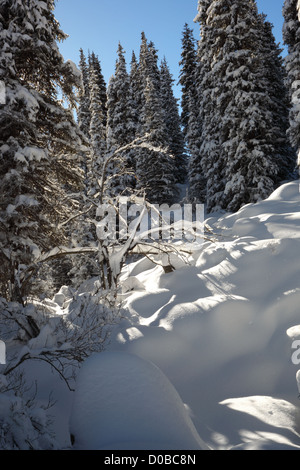 Winter landscape with fur-trees and fresh snow and cloudy sky Stock ...