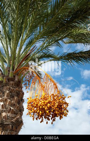Image of some branches of a date palm (Phoenix dactylifera) that have ...