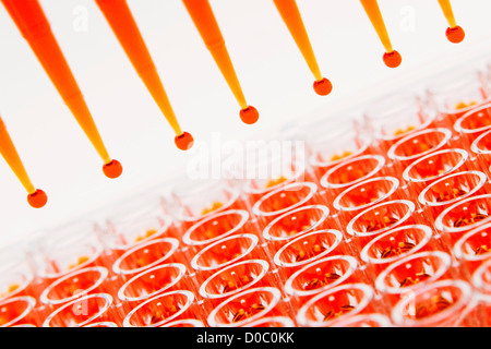 Multi-Channel Pipette Dispensing Cell Culture Media Stock Photo - Alamy