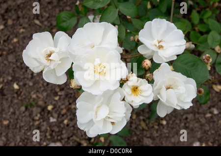 Hybrid musk rose "Moonlight Stock Photo - Alamy