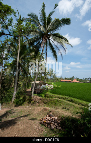 Old abandoned hut, coconut tree and paddy field with dramatic morning ...