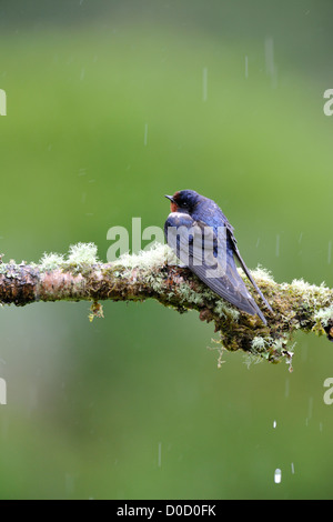 Barn Swallow [Hirundo rustica] Stock Photo - Alamy
