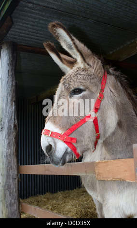Donkey enjoying his life at an animal Sanctuary in Norfolk, East Stock ...