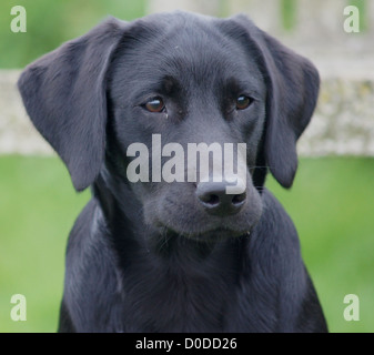 Head shot of a Black Labrador Puppy Stock Photo - Alamy