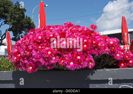 Midday flowers Madeira Stock Photo - Alamy