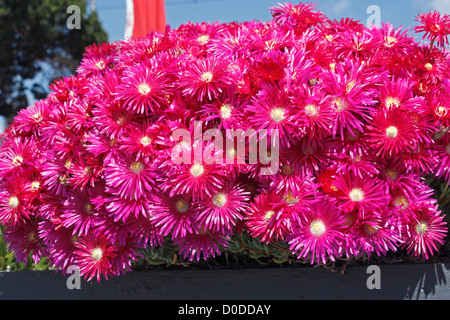 Midday flowers Madeira Stock Photo - Alamy