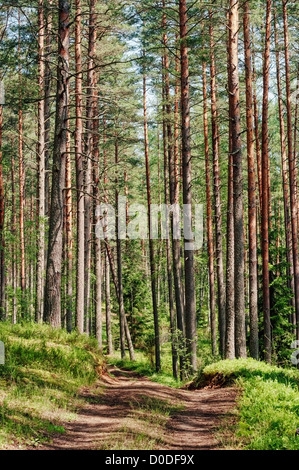 Dry sand road through coniferous forest. Path overgrown with grass ...