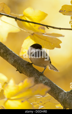 Carolina Chickadee in Fall Maple Tree bird birds songbird songbirds ...