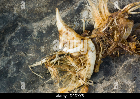 Close up of salmon teeth Stock Photo - Alamy