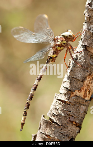 Boyeria irene, male, Sesimbra, Portugal Stock Photo - Alamy