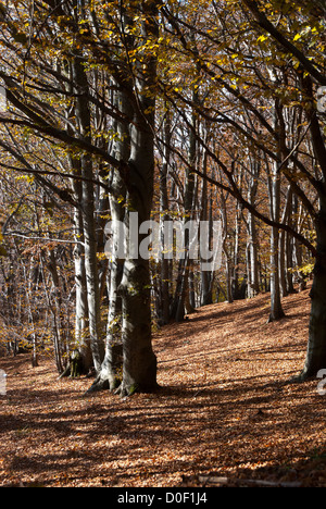 forest with autumn colors in Liguria Stock Photo - Alamy