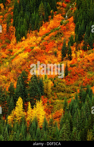 Fall color view from Stevens Pass Stock Photo - Alamy