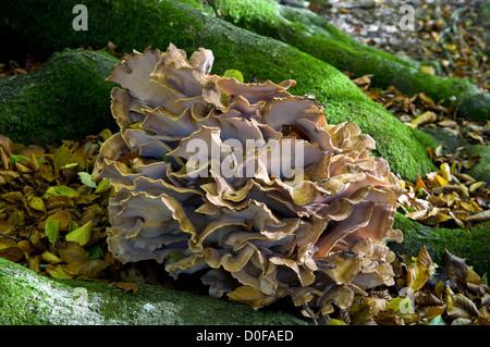 Large bracket fungi growing on a pine tree stump in woodland Stock ...