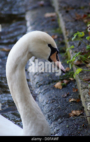 Frensham Pond Swans Stock Photo - Alamy