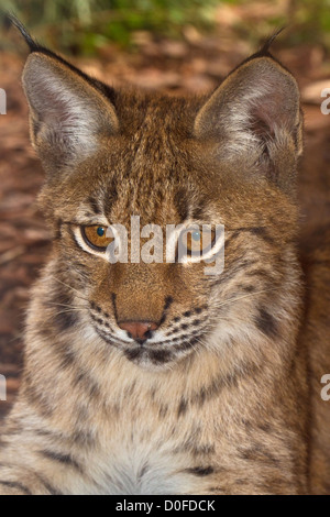 Close-up portrait of Eurasian lynx / Northern lynx (Lynx lynx lynx ...