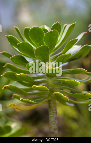 Aeonium (Aeonium percarneum Stock Photo - Alamy