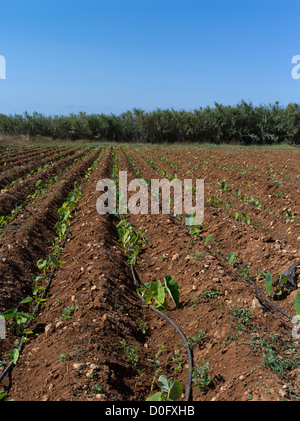 dh Cypriot fields FARMING SOUTH CYPRUS Farmed Bell pepper vegetables in ...