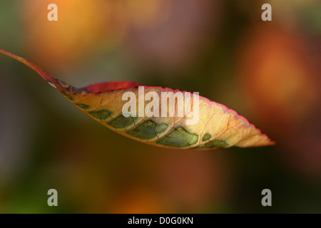 One autumn leaf falling with bokeh background Stock Photo - Alamy