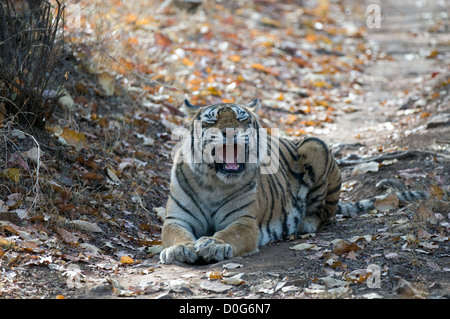 Bengal Tigress Machali Resting on the jungle track (Panthera Tigris ...