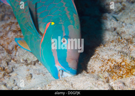 Parrotfish in the Caribbean sea around Bonaire. Papegaaivis. Photo V.D ...