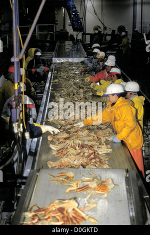 Processing of snow crab or tanner crab Chionoecetes bairdi in Akutan ...